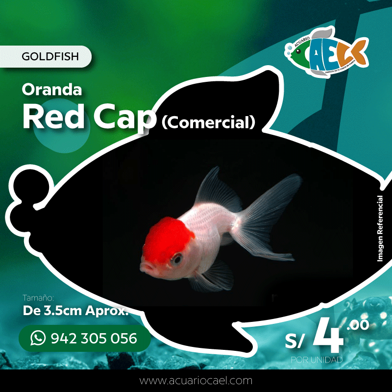 Goldfish Oranda Red Cap Comercial (De 3.5cm Aprox.) - Acuario Cael