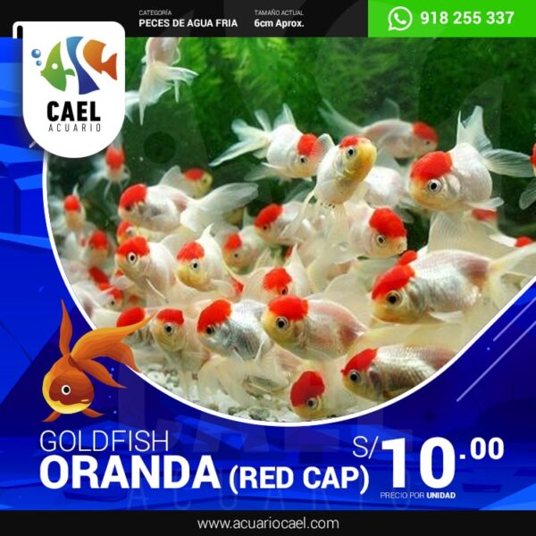 Goldfish Oranda Red Cap - Acuario Cael