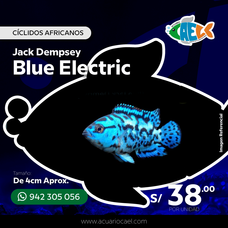 Jack Dempsey Blue Electric - Acuario Cael