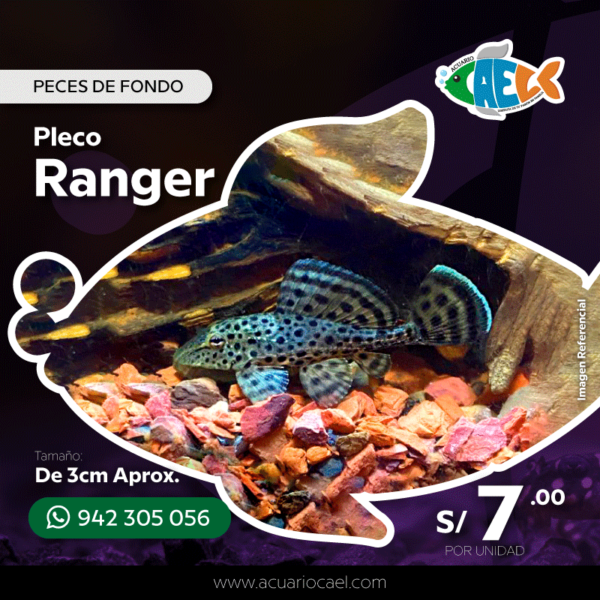 Pleco RangerDe 3cm Aprox. - Acuario Cael