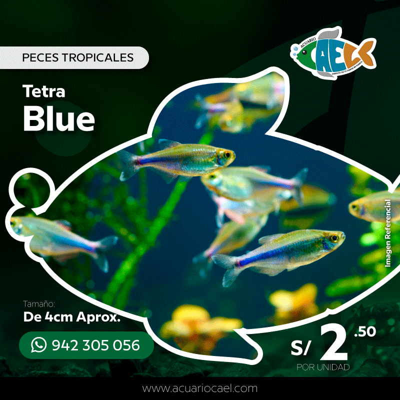 Tetra Blue - Acuario Cael