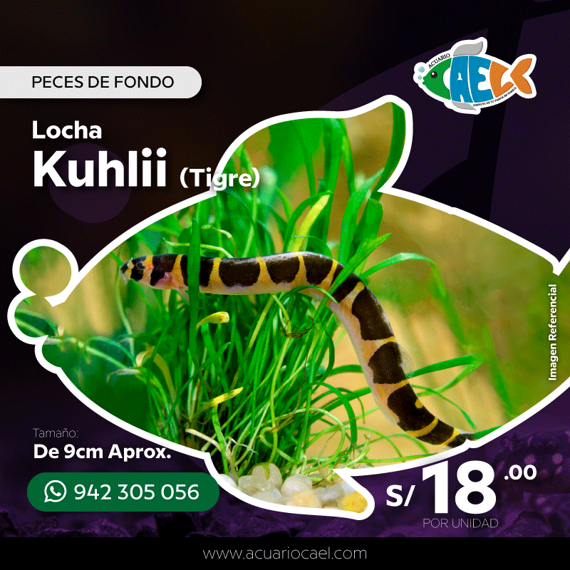 Locha Kuhlii De 9cm Aprox. - Acuario Cael