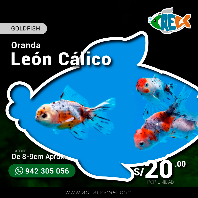 Goldfish Oranda Cálico León (De 7cm a 8cm Aprox.) - Acuario Cael
