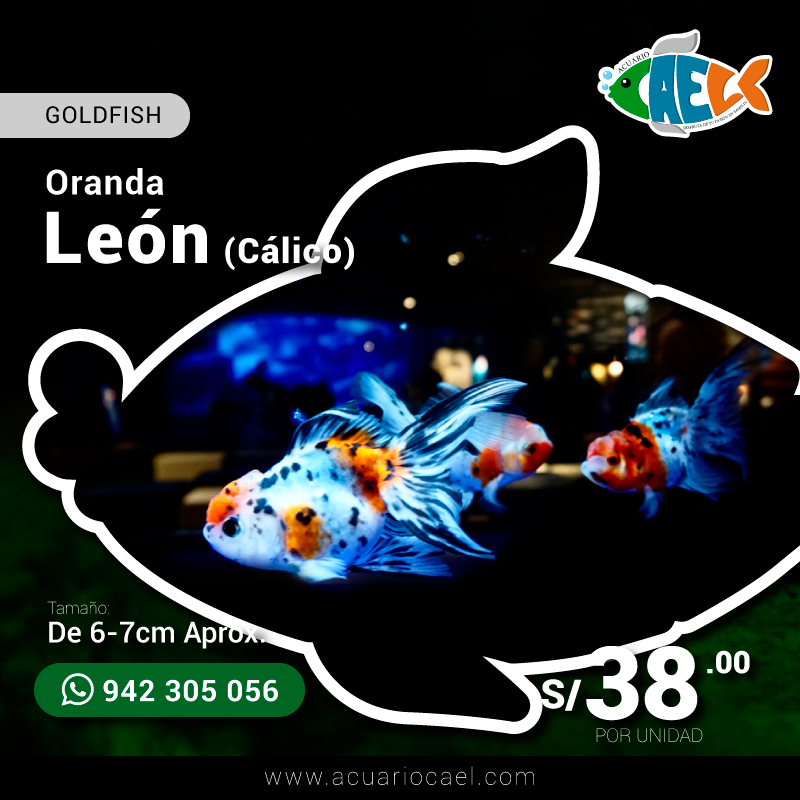 Goldfish Oranda Cálico León (De 7cm Aprox.) - Acuario Cael