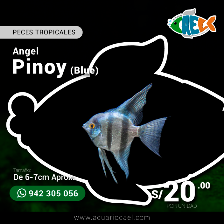 Angel Pinoy Blue - Acuario Cael